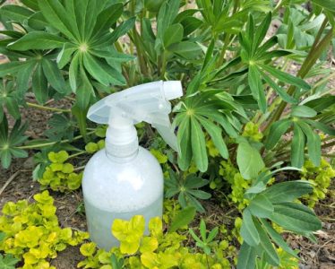 Natural Aphids Control in Your Garden - Countryside